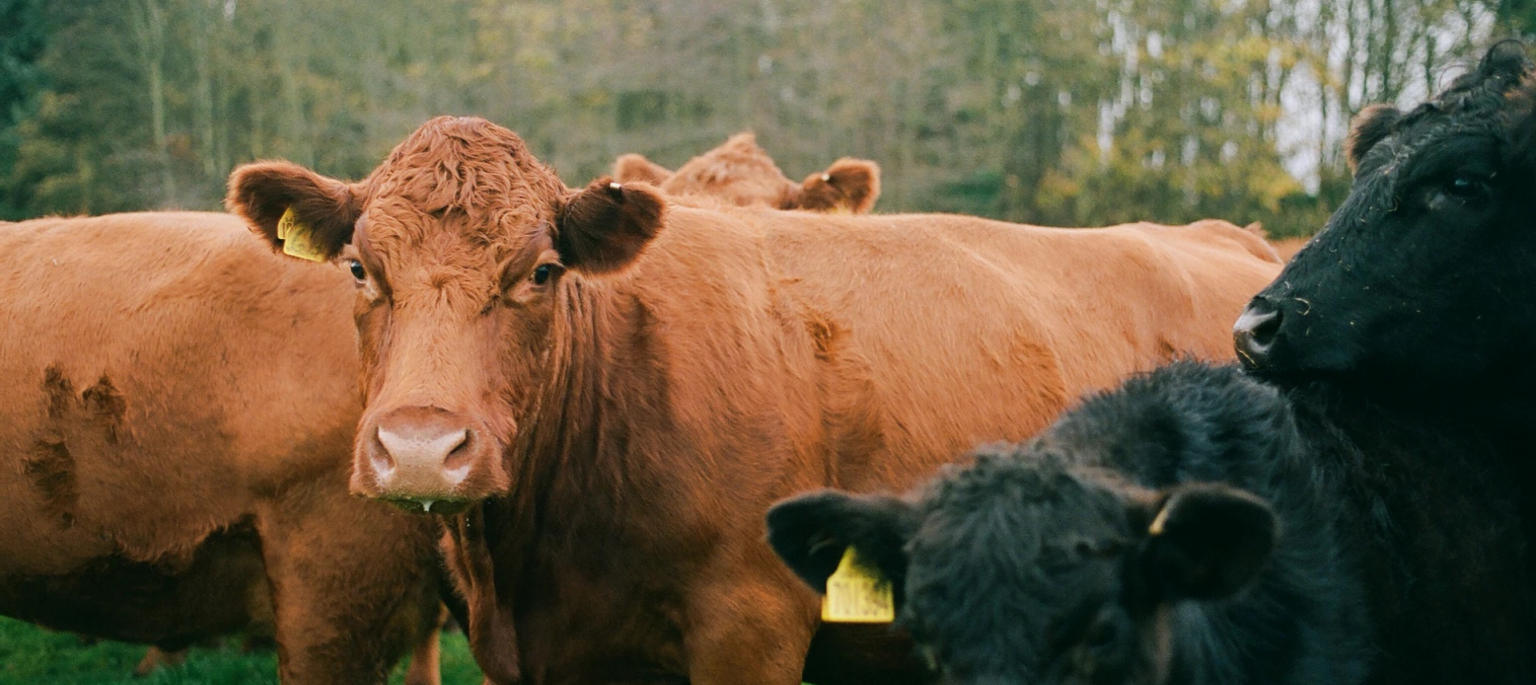 Ardross Farm Shop - Family Run Farm in East Neuk, Fife
