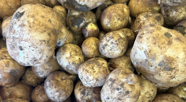 Heritage Foremost Potatoes | Ardross Farm Shop